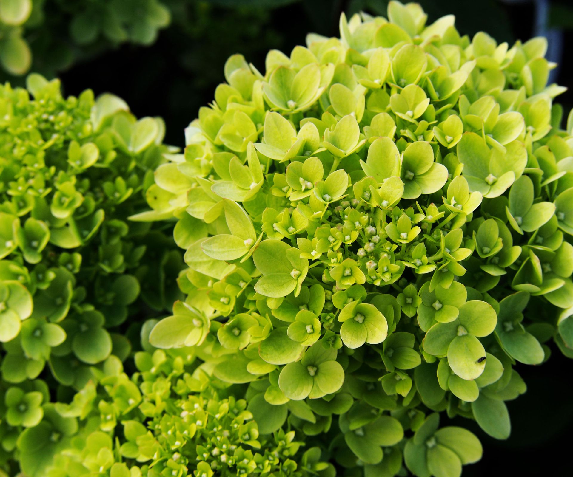 When to prune panicle hydrangeas - expert trimming tips | Homes and Gardens