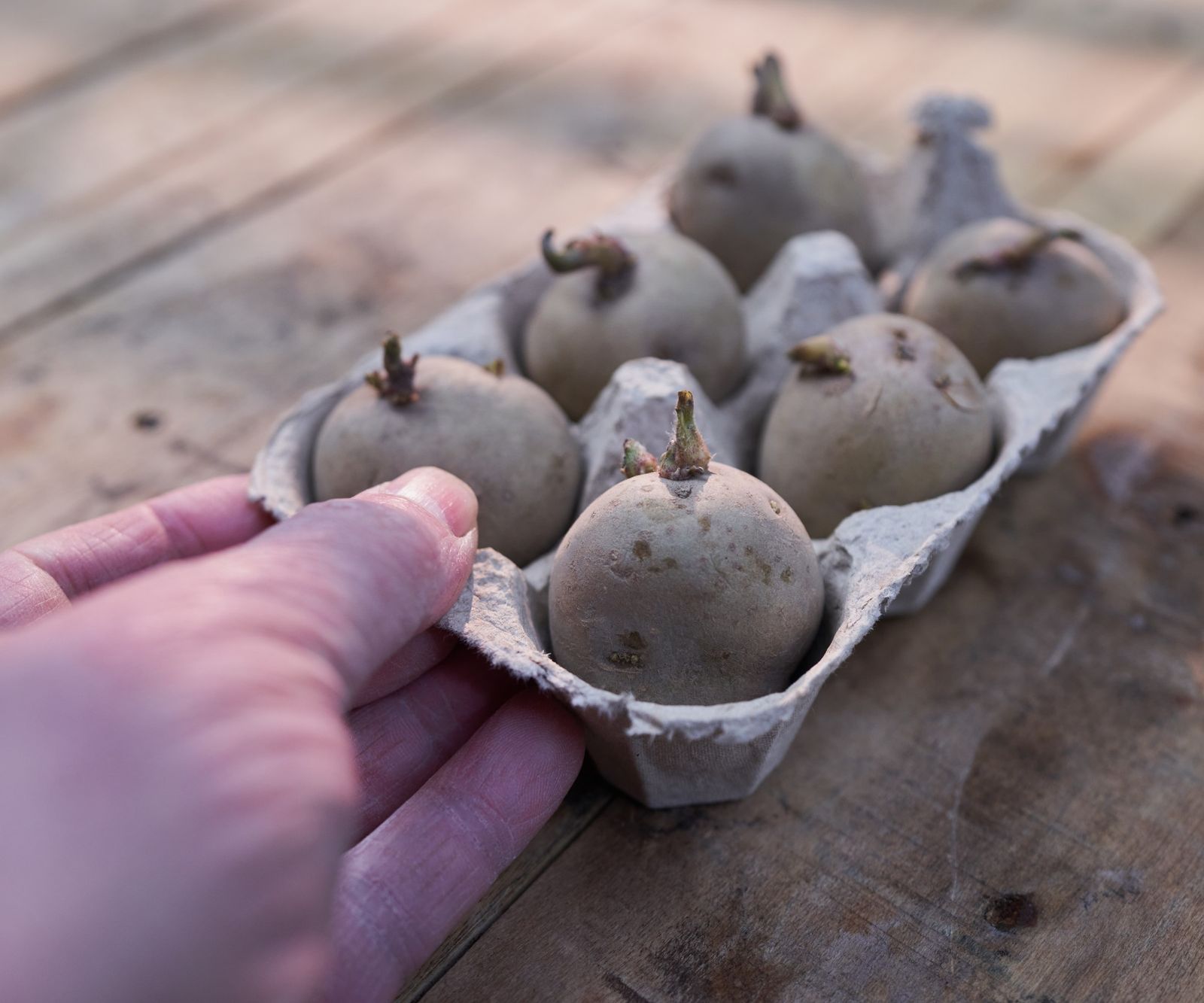 Potato planting mistakes: the common errors to avoid | Homes and Gardens