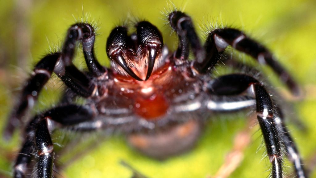 Deadly spiders that can kill in minutes and survive underwater are ...