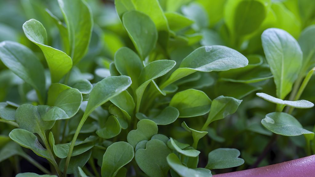 how to grow watercress at home | Homes and Gardens