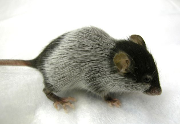 Roots of Graying Hair Discovered | Live Science