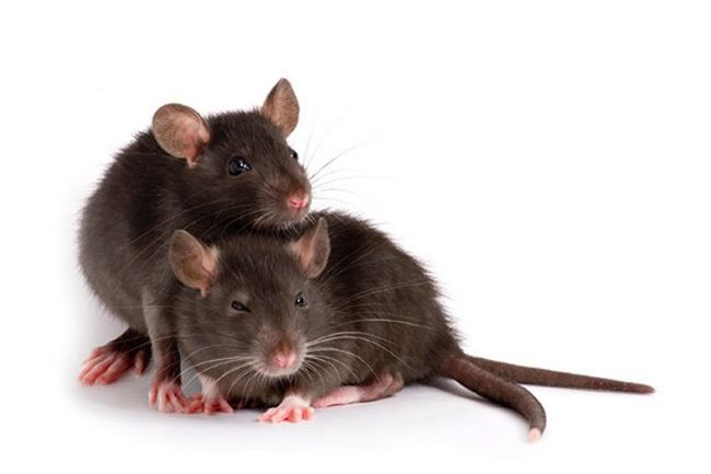 5 Animals With a Moral Compass | Animal Emotions | Live Science