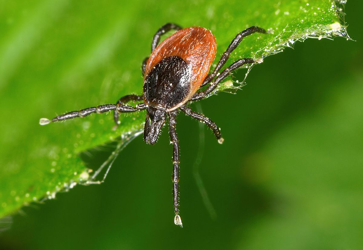 Ticks – everything you need to know when camping, hiking, biking and ...