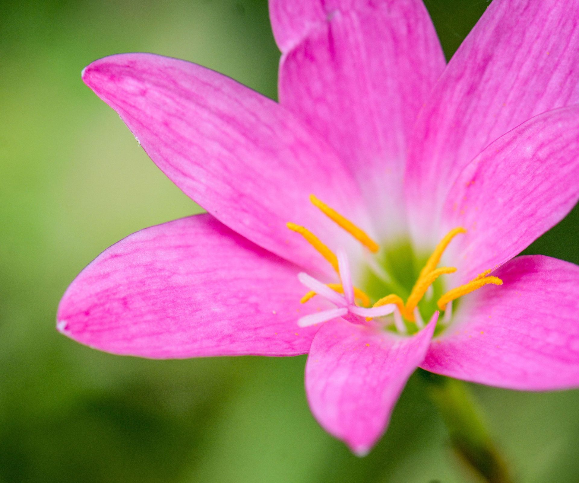 Easiest bulbs to grow: 9 fuss-free blooms for dazzling color | Homes ...