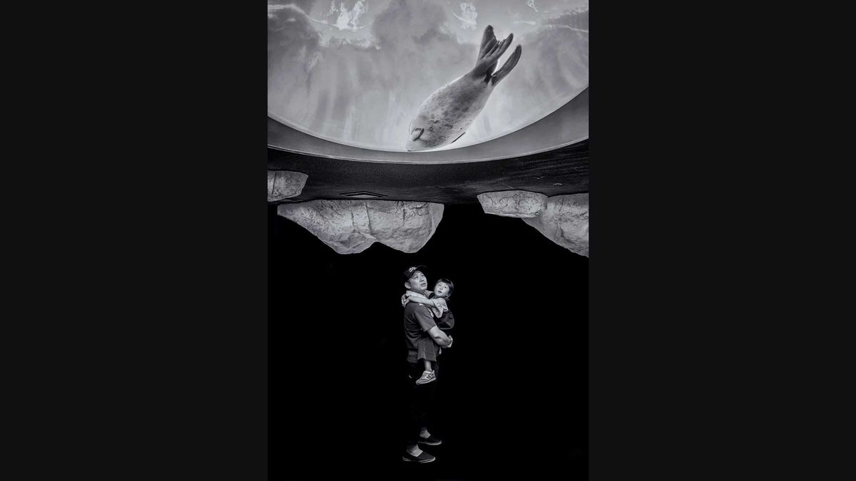 A father and daughter in awe of a seal win Ribbet photo competition ...