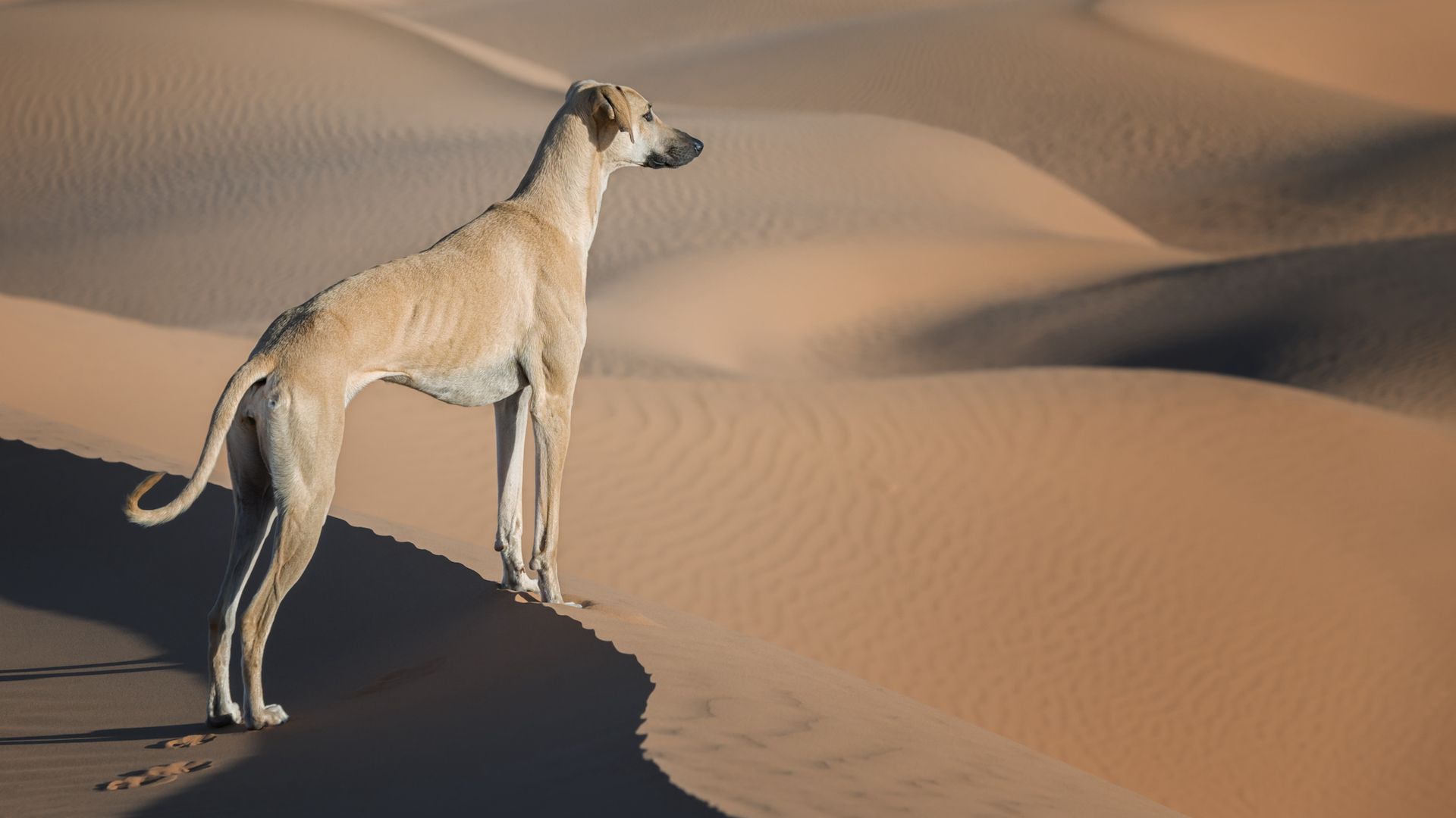 32 best dog breeds for warm climates | PetsRadar