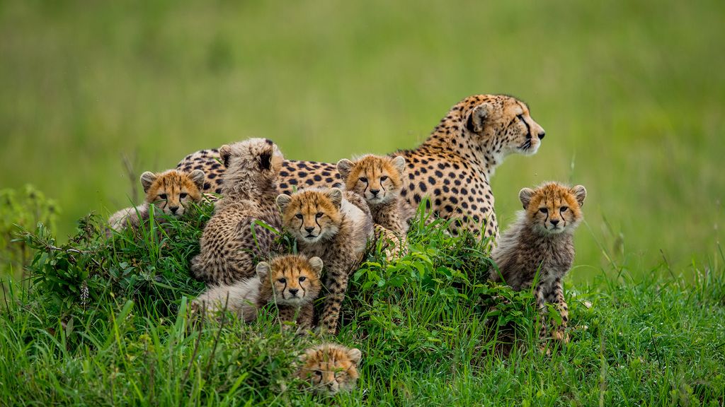 Why do so many baby animals have spots? | Live Science