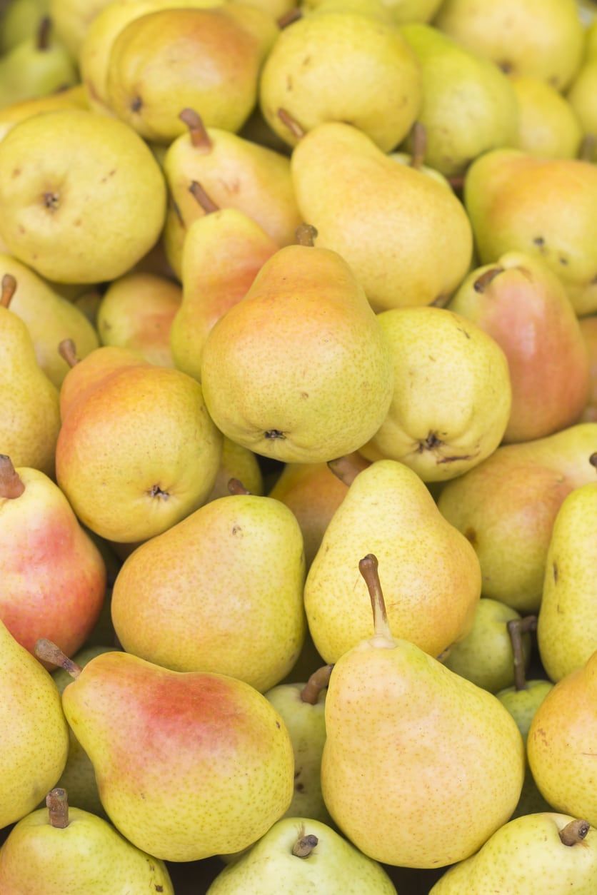 Growing Pears In Northern Climates – Learn About Cold Hardy Pear Trees ...