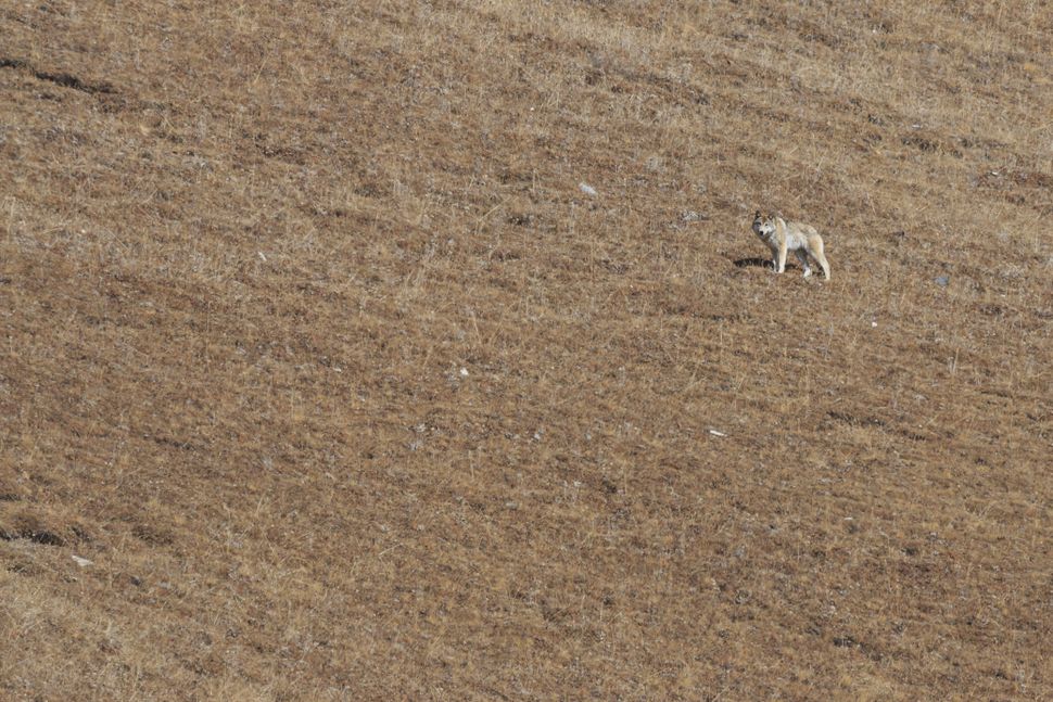 Tibetan Mastiffs Bred with Mountain Wolves to Survive at Super-High ...