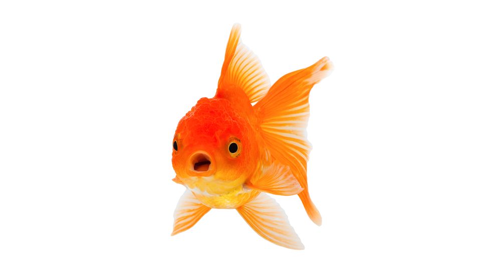 Murder hornets and monkey cannibals: 10 times nature freaked us out in ...