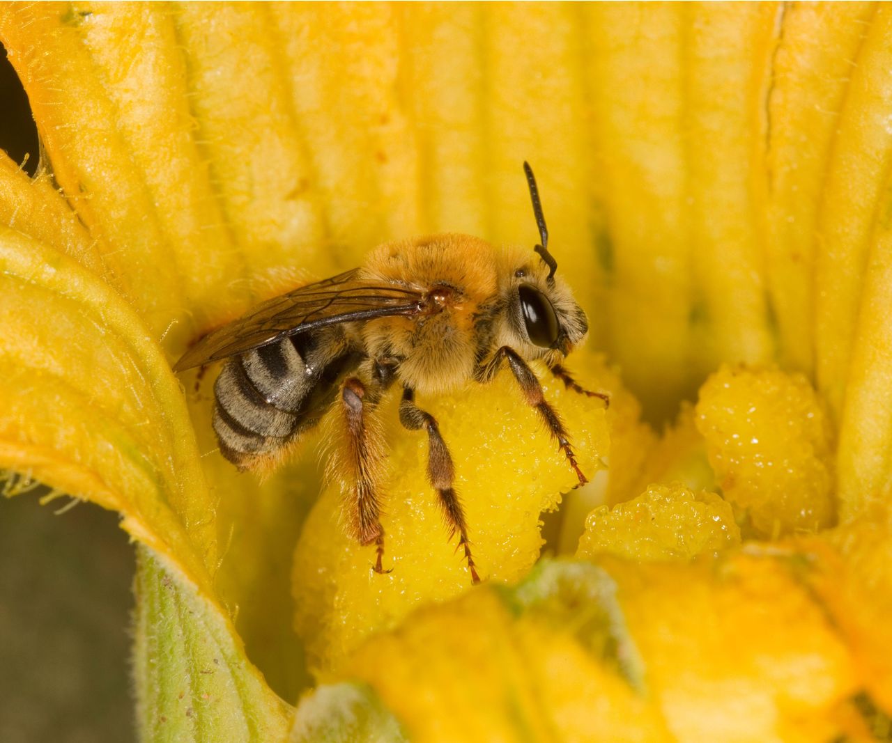 5 types of bees and what to plant to attract them | Homes & Gardens