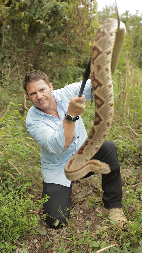 Steve Backshall gets Fierce for new ITV series | News | TV News | What ...