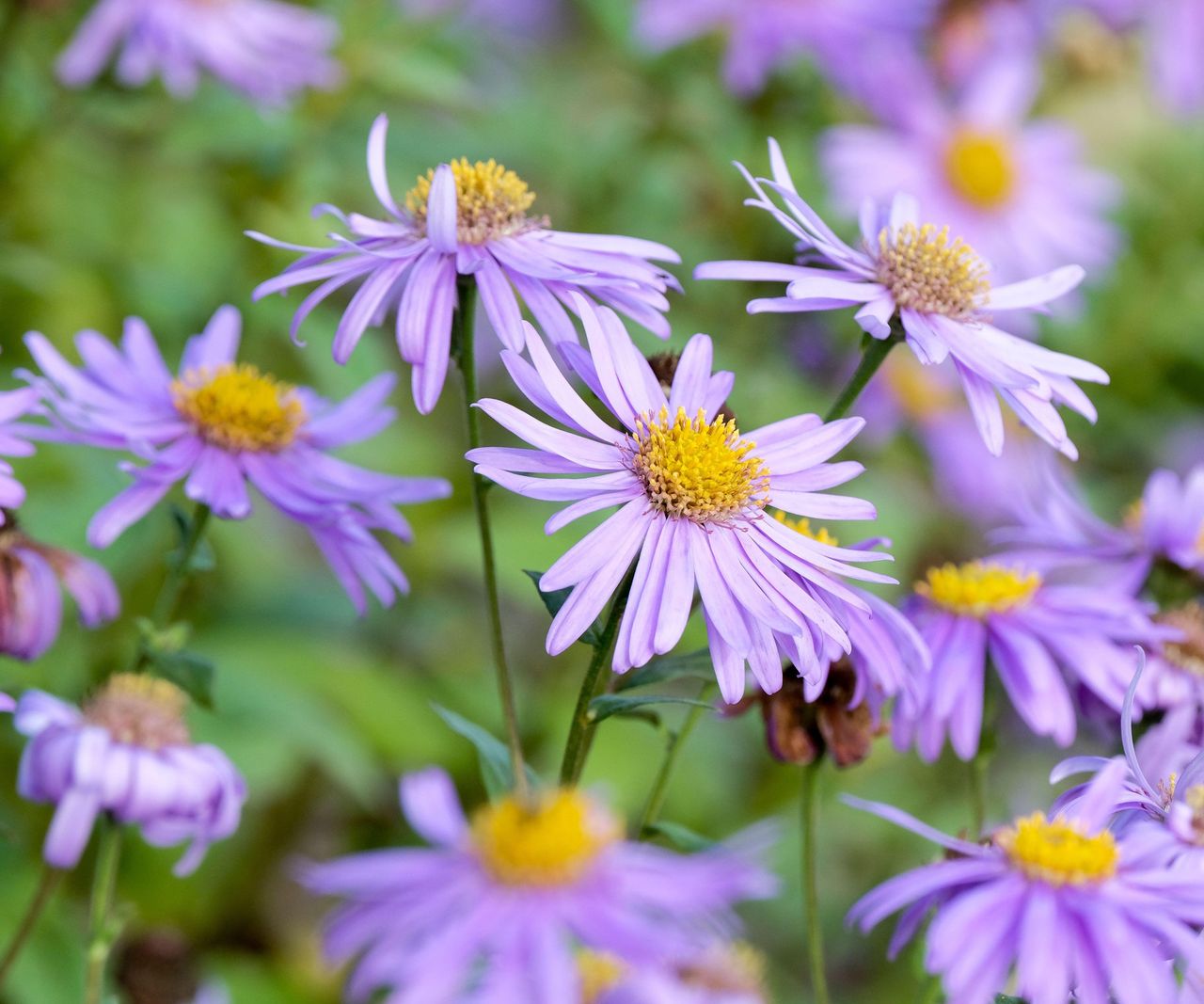 Should I cut back asters in the fall or wait till spring? | Homes and ...