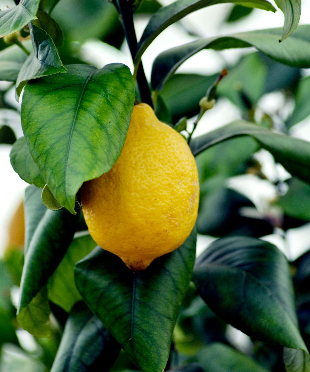 Citrus tree care and growing guide: tips for tasty fruits | Homes and ...