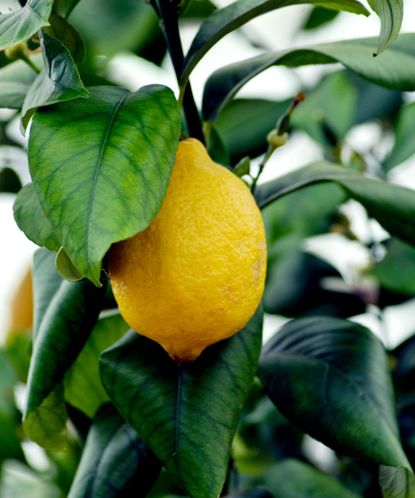 Citrus tree care and growing guide: tips for tasty fruits | Homes and ...