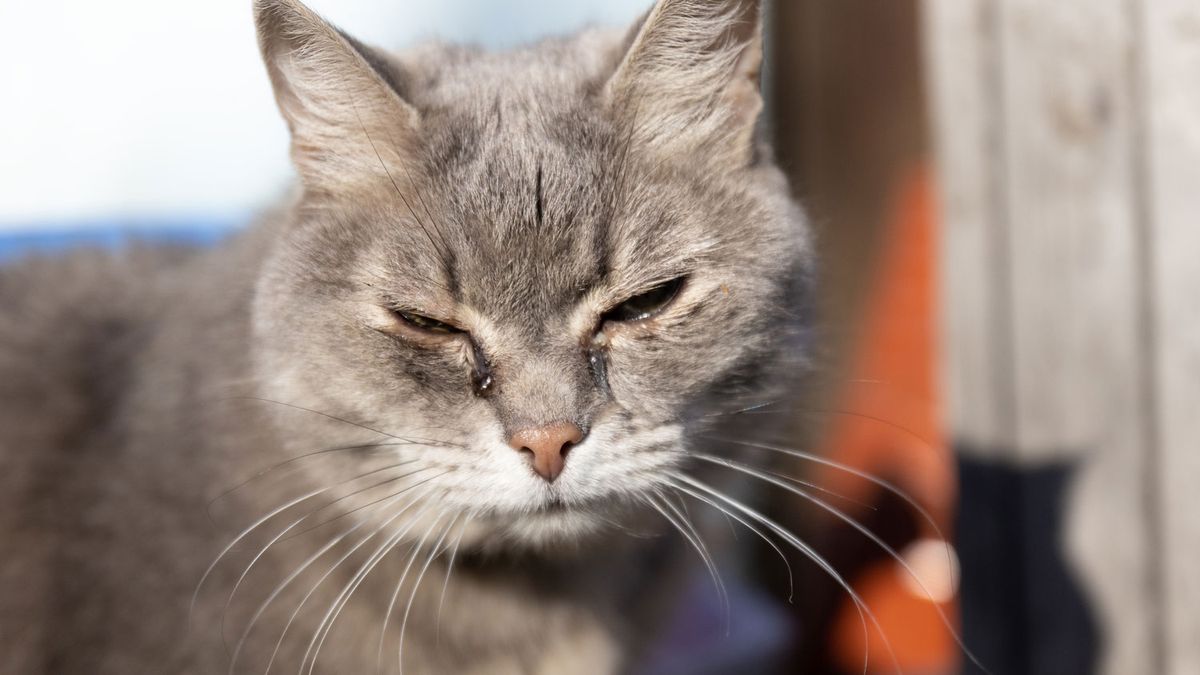 Cats' eyes: Why they're special and common problems | PetsRadar