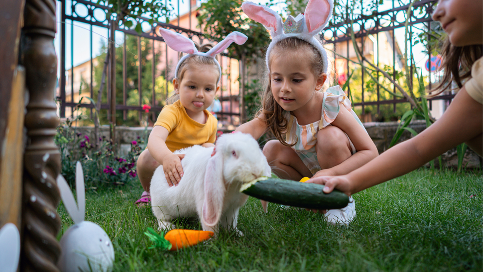 International Rabbit Day 2024: When it is and how to celebrate | PetsRadar
