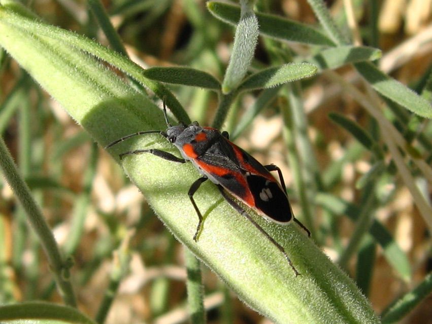 Photos: Amazing Insects of the North American Deserts | Live Science