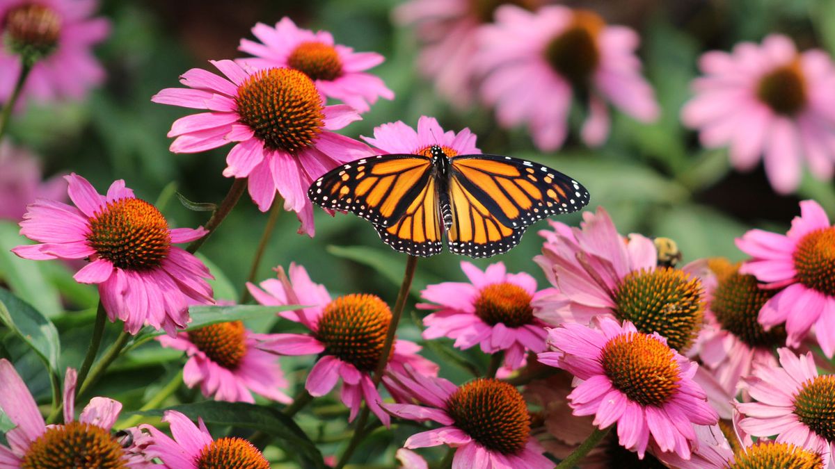8 Of The Best Flowers For Monarch Butterflies | Gardening Know How