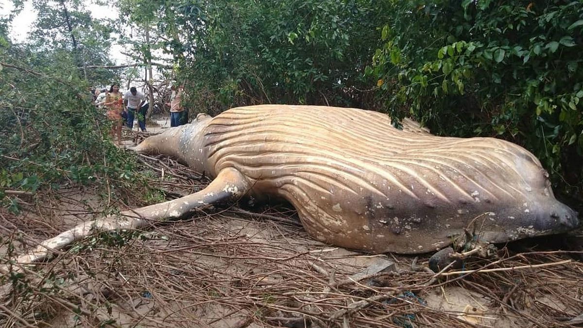 How did a humpback whale end up in the Amazon rainforest? | The Week