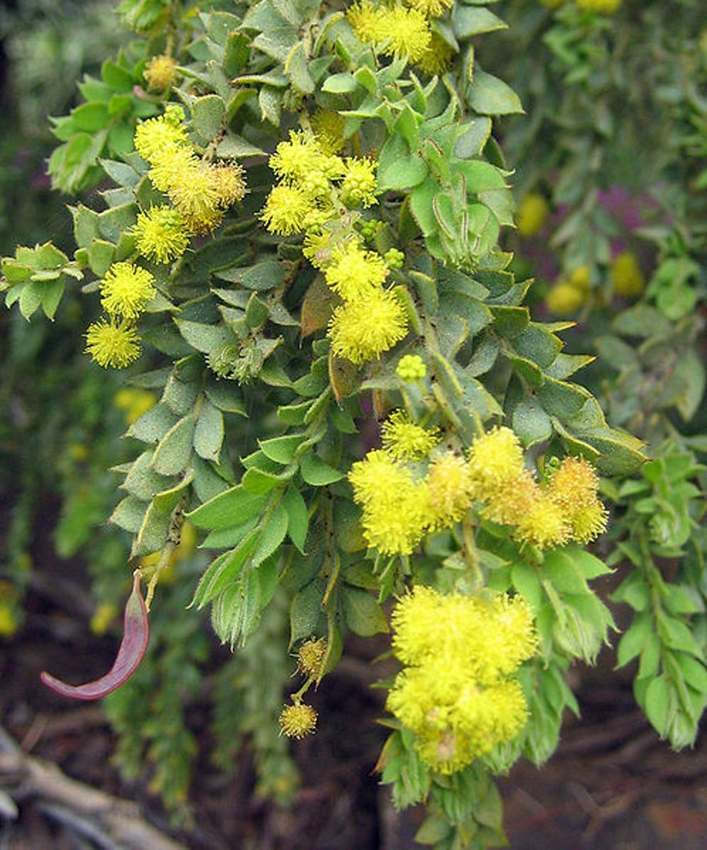 What Is A Knifeleaf Acacia Tree: Tips On Growing Knifeleaf Wattle ...