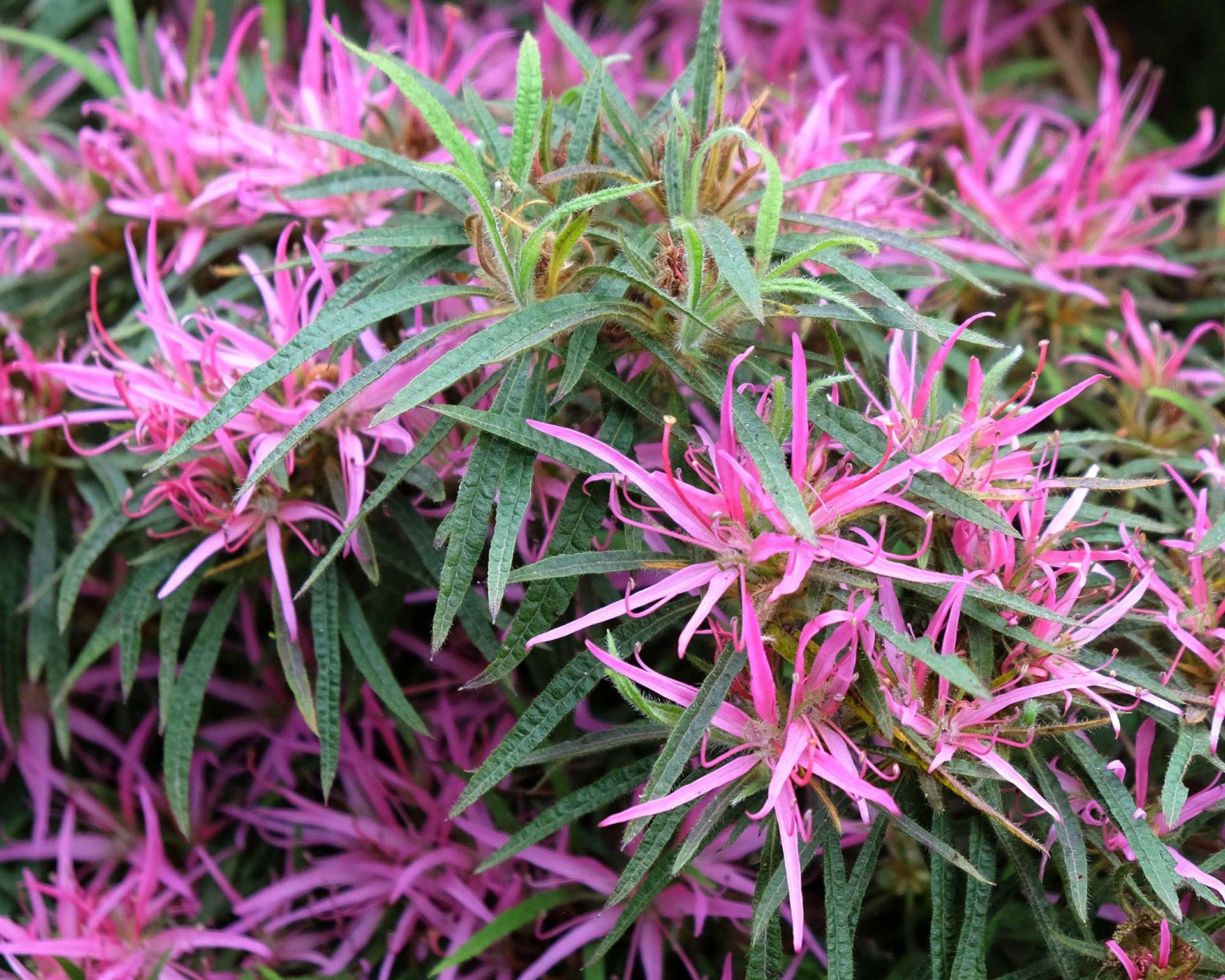 Best garden shrubs: 10 varieties to plant in your yard | Gardeningetc