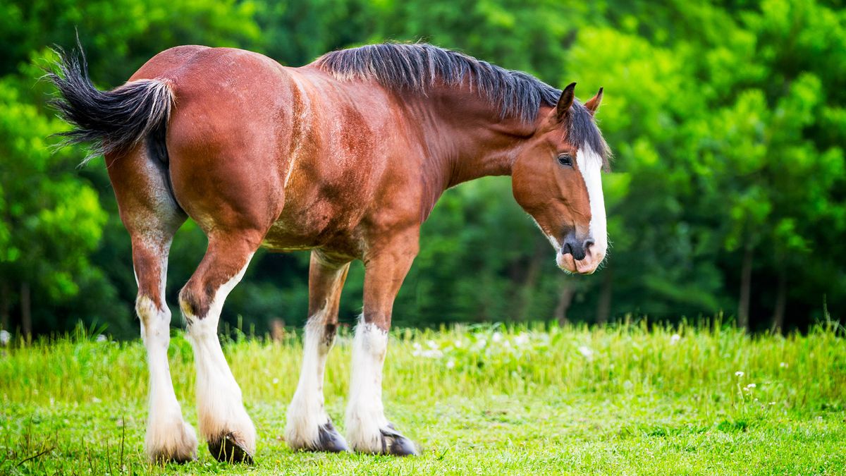 20 rarest horse breeds in the world | PetsRadar