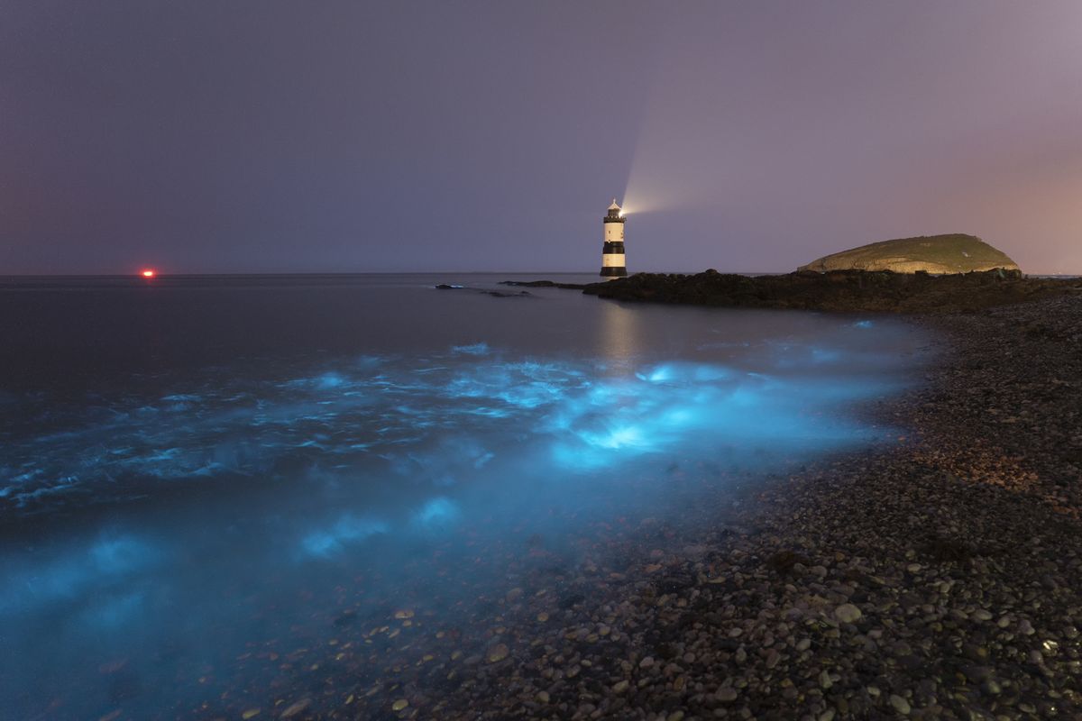 How to photograph Sea Sparkle: taking images of bioluminescent plankton ...