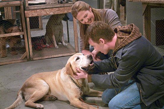 The best Christmas movies with dogs | What to Watch