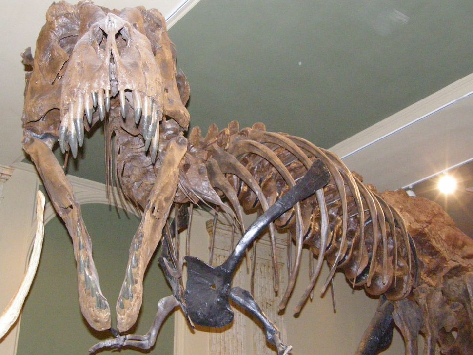 T. Rex Was Likely an Invasive Species | Live Science