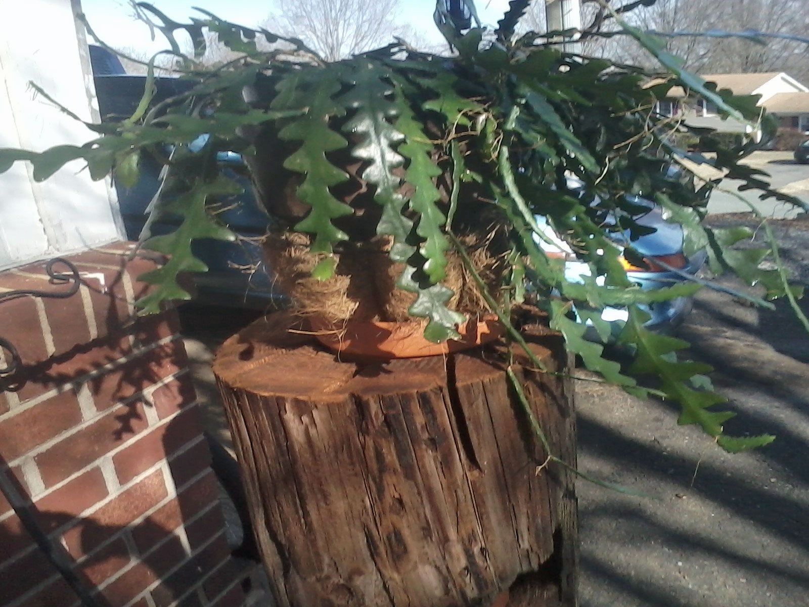 Fishbone Cactus: Information About Growing Ric Rac Orchid Cactus ...