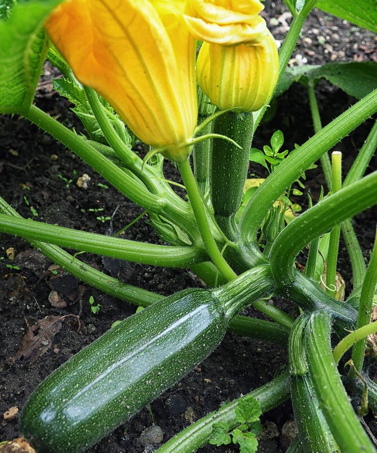 How to fertilize zucchini for healthy plants and top yields | Homes and ...