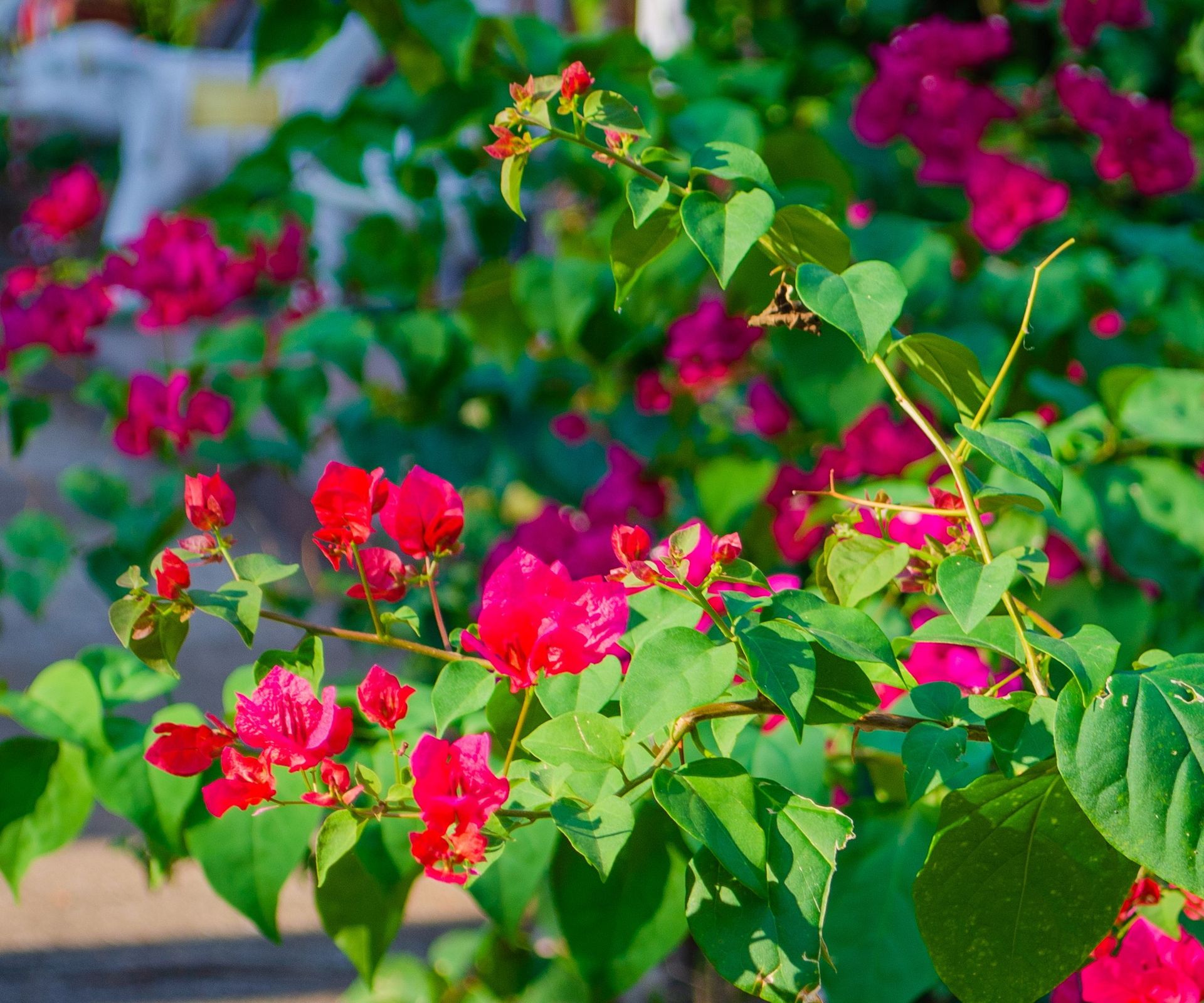How to grow an orchid tree: for vibrant blooms in the yard | Homes and ...