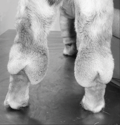 Shar-Peis' New Wrinkle: Skin Gene Also Can Make Them Sick | Live Science