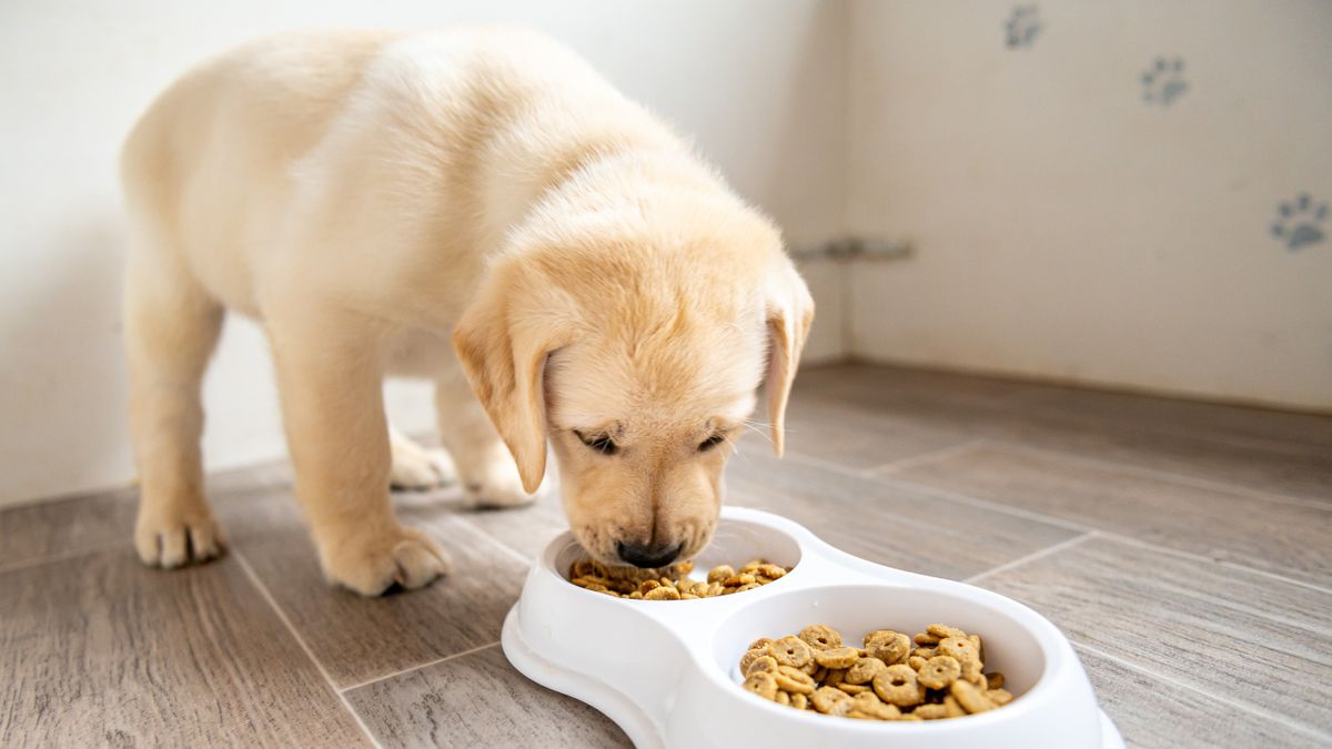 Can puppies eat adult dog food? | PetsRadar