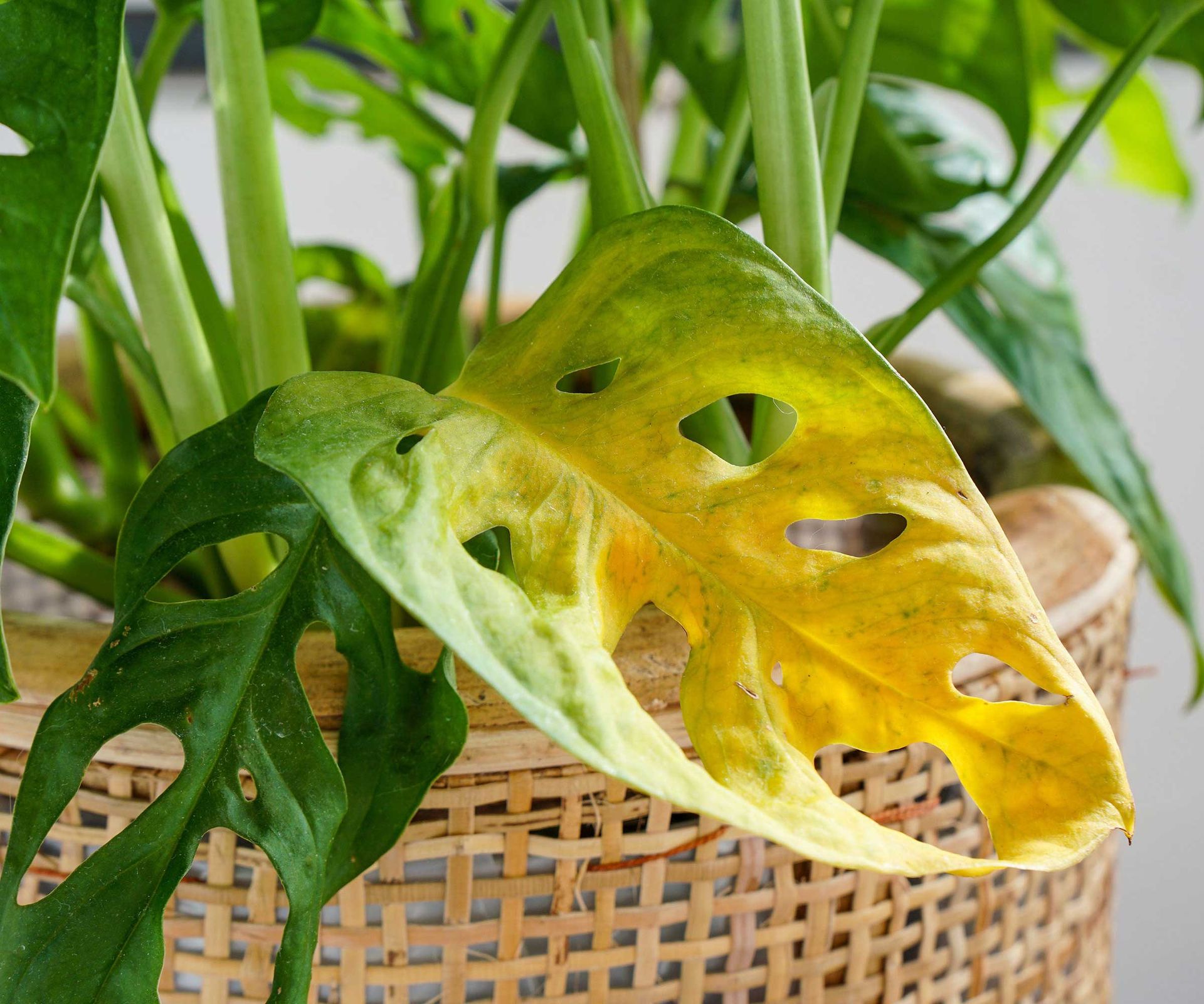 Houseplant root rot: causes, symptoms, and treatment tips | Homes and ...