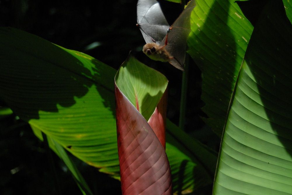 Gallery: Leaf-Living Bats | Live Science