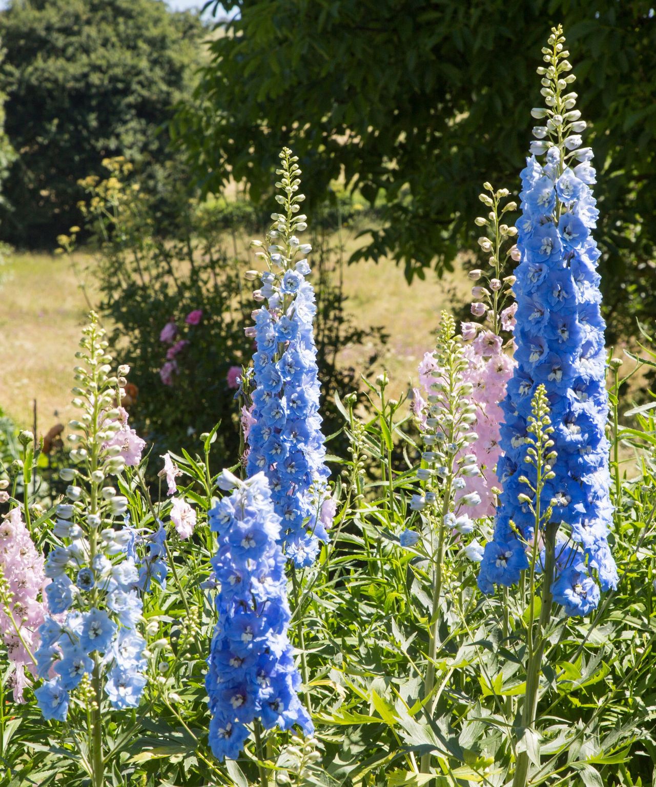 King Charles' favorite flower is revealed: Delphiniums | Homes and Gardens
