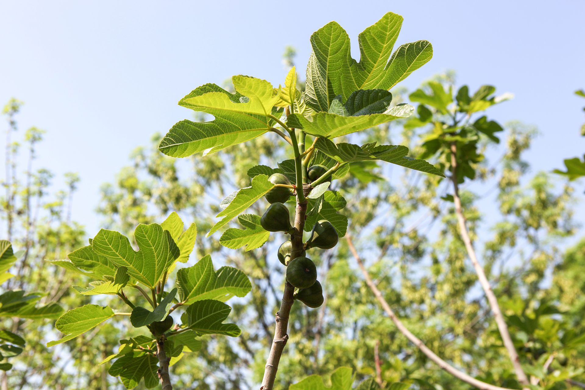 How to prune a fig tree – everything you need to know | Homes and Gardens