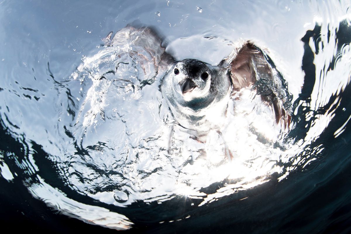 Stunning Underwater Photography Contest Winners (Photos): Page 2 | Live ...