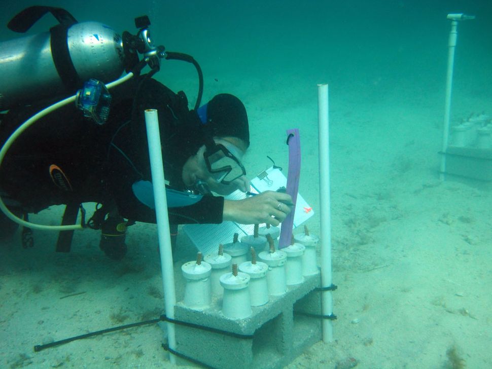 Gallery: Peek Inside a Coral Nursery | Live Science