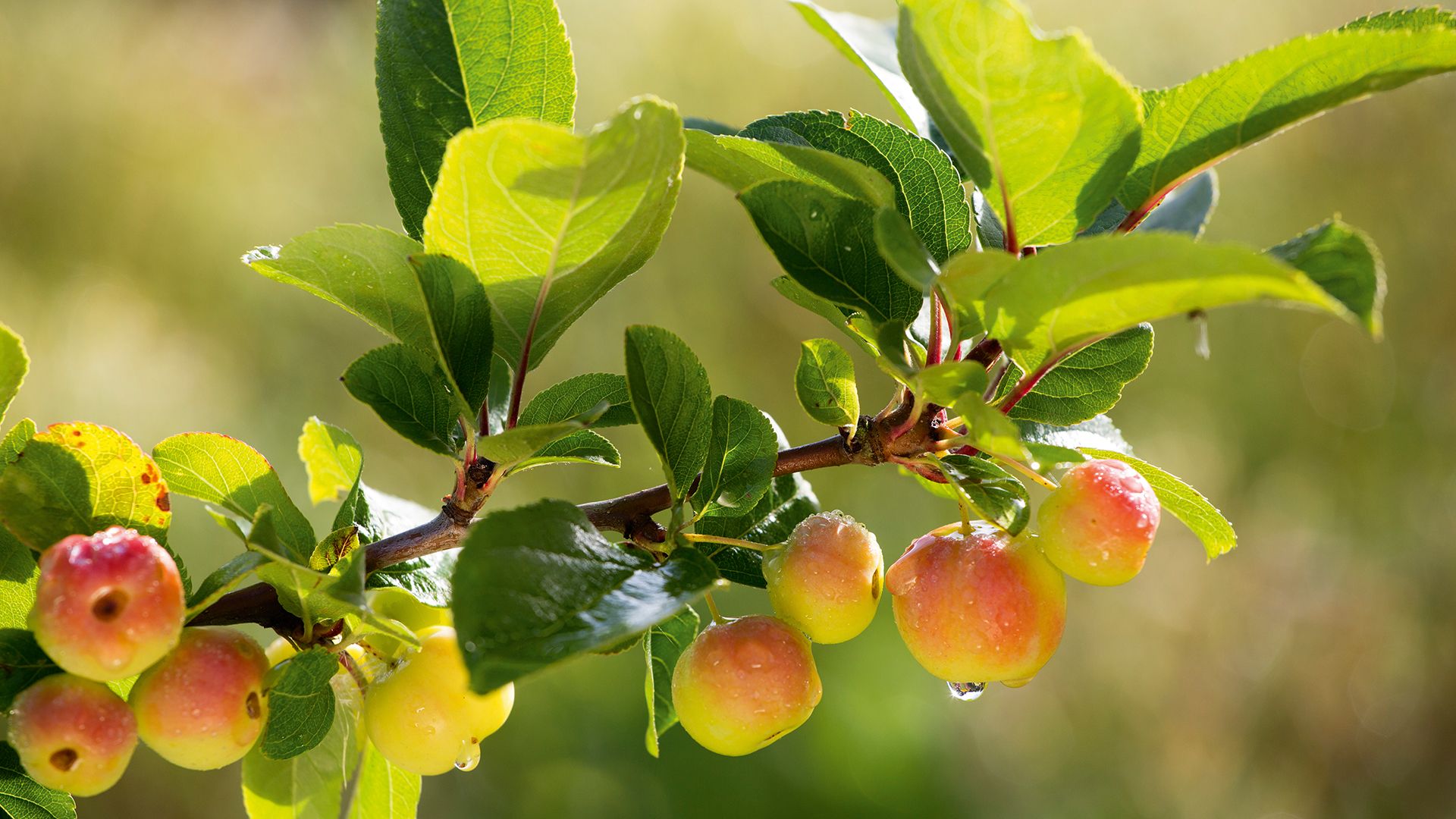 Best trees for small gardens: 10 best trees for tiny yards | Homes and ...