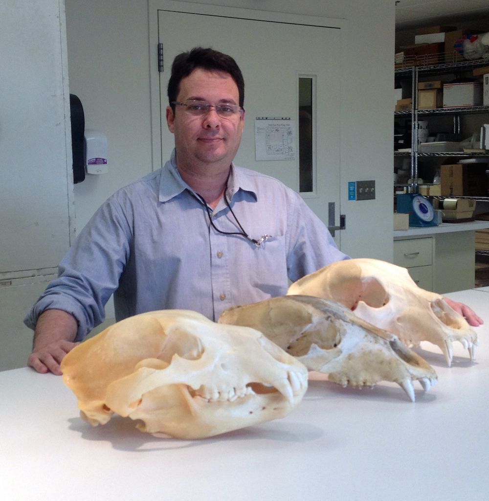 Yeti Debate Swirls: Study Reveals Origin of Mysterious Hairs | Live Science