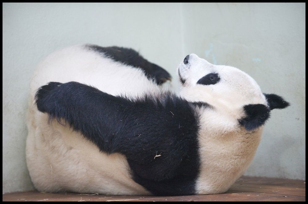 Experts Put Together Panda Plan | Live Science