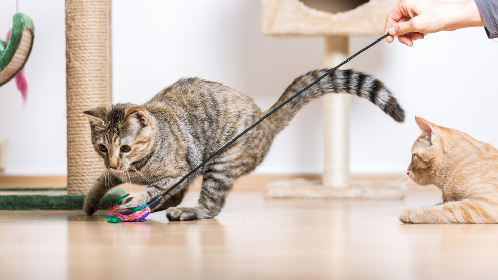 5 reasons why your cat wants to play all the time (and how to keep them ...
