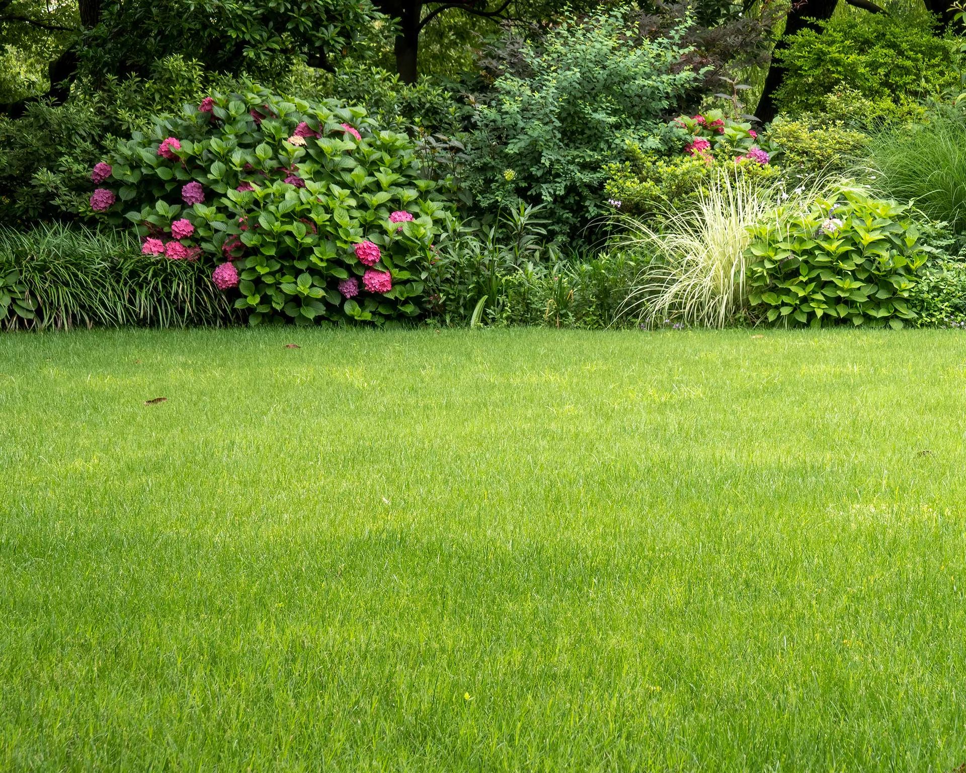 When to overseed a lawn in spring — lawn care pros explain | Real Homes