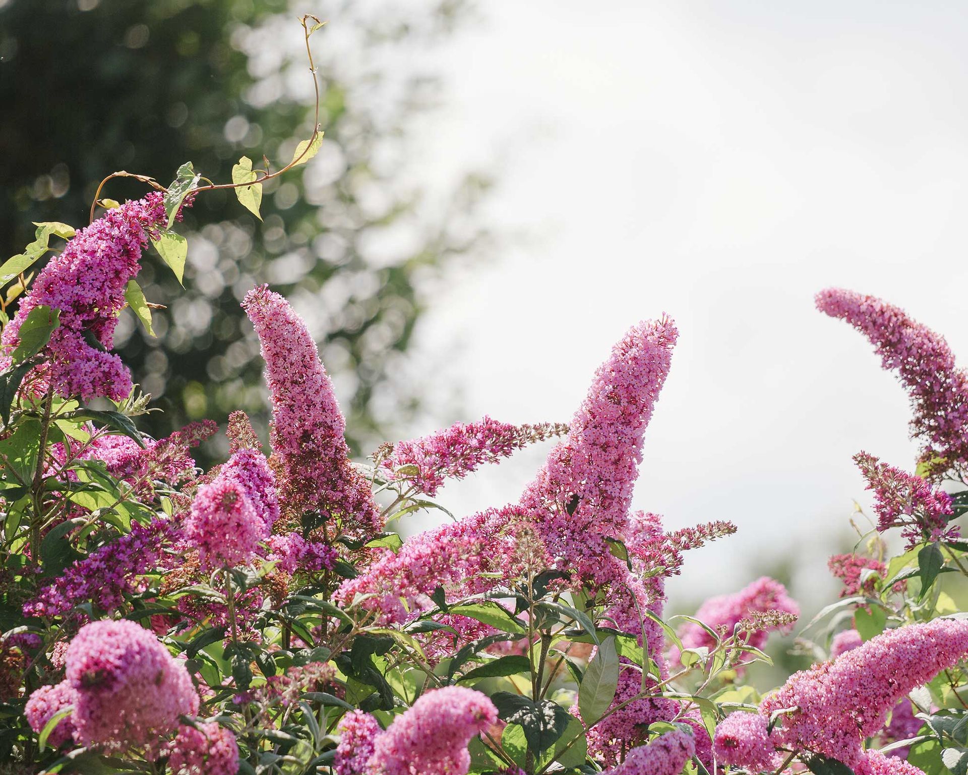 Pruning buddleja: get these flowering shrubs in order | Gardeningetc