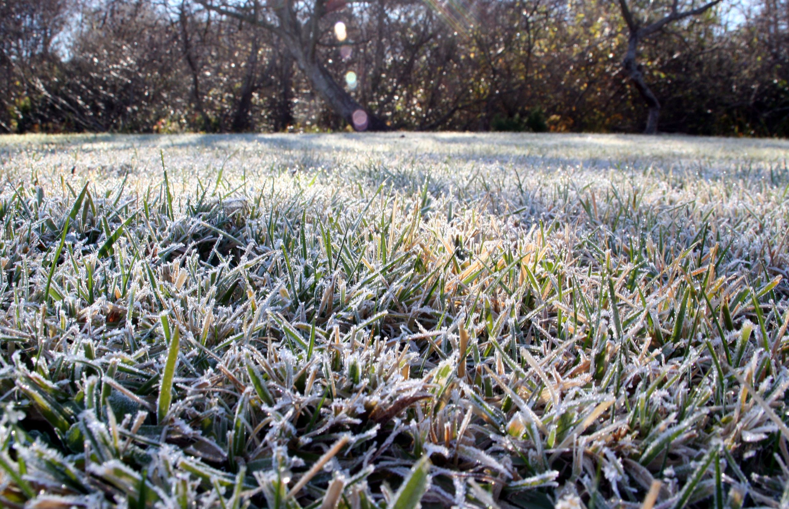 4 Lawn Care Jobs to do in January For a Healthy Spring Yard | Livingetc