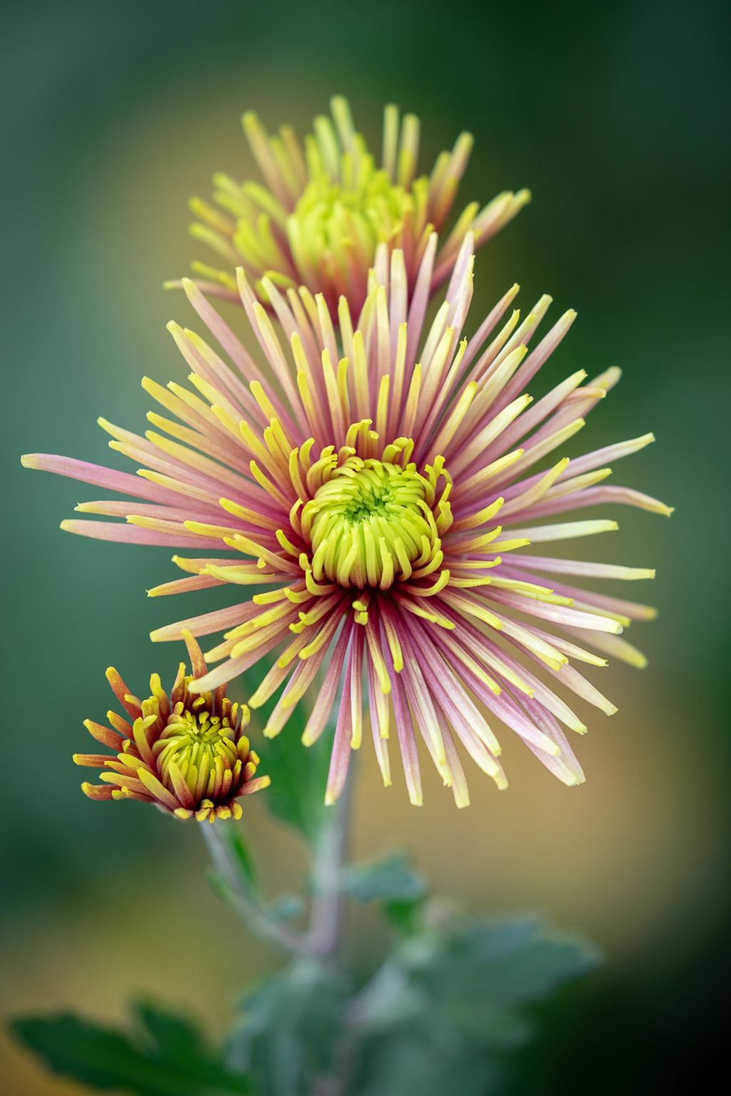 How to grow chrysanthemums: expert tips on growing these garden ...