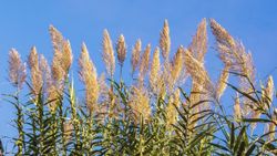 What is kudzu vine: how to identify this invasive plant | Homes and Gardens